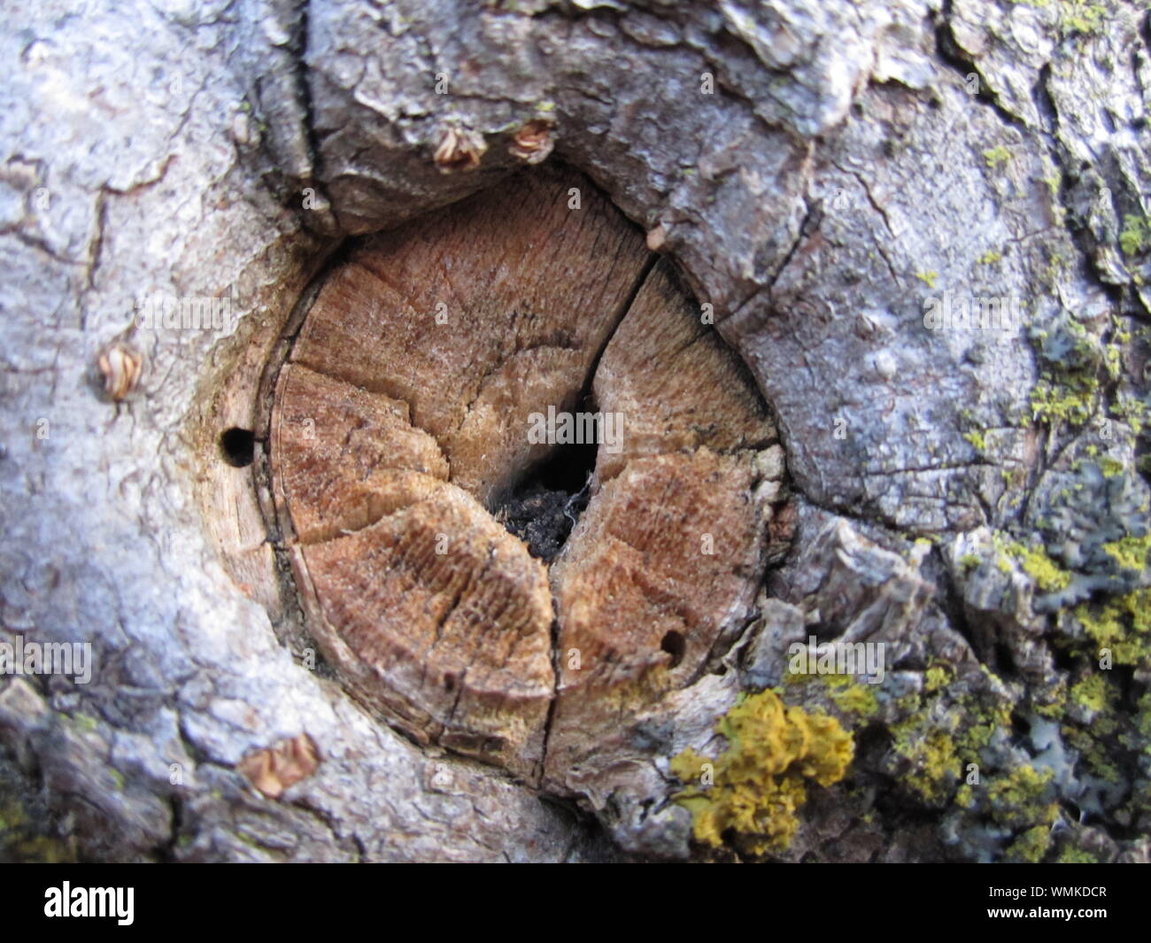 Hole in tree trunk hi-res stock photography and images - Alamy