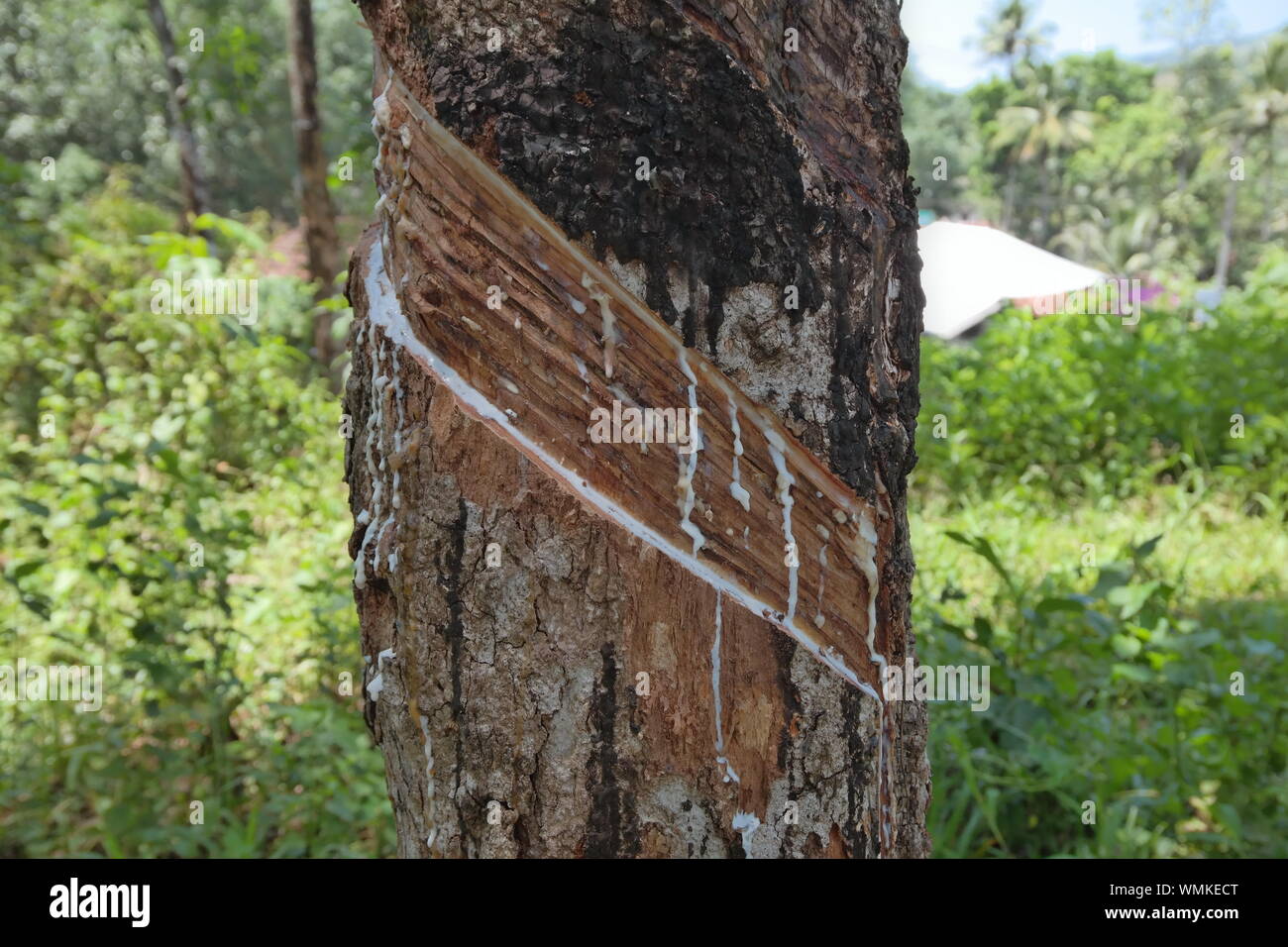 Dripping from trunk hi-res stock photography and images - Alamy