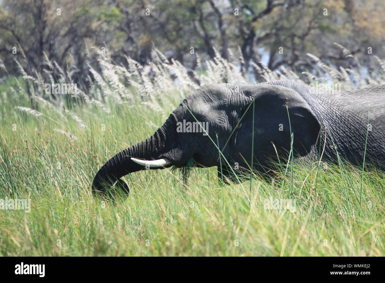 Animales africa hi-res stock photography and images - Alamy
