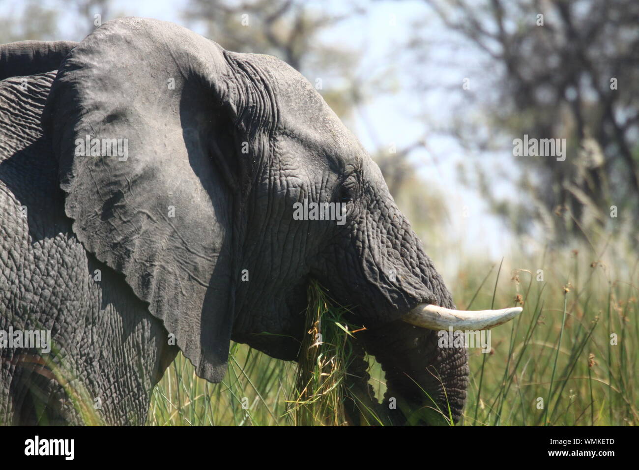 Jungle animals in their habitat hi-res stock photography and images - Alamy