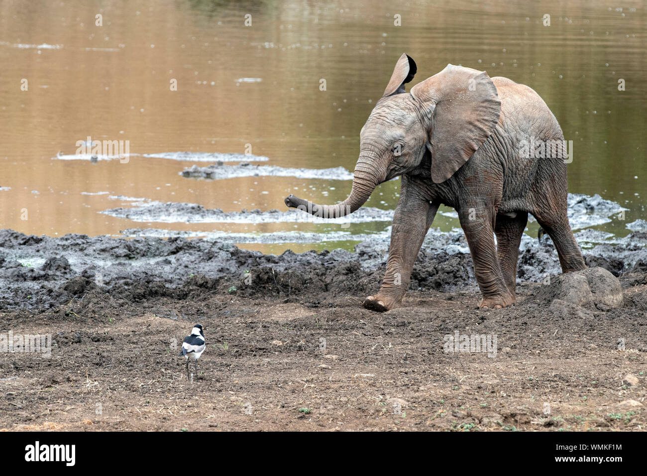baby elephant waving trunk in kruger park south africa portrait Stock ...