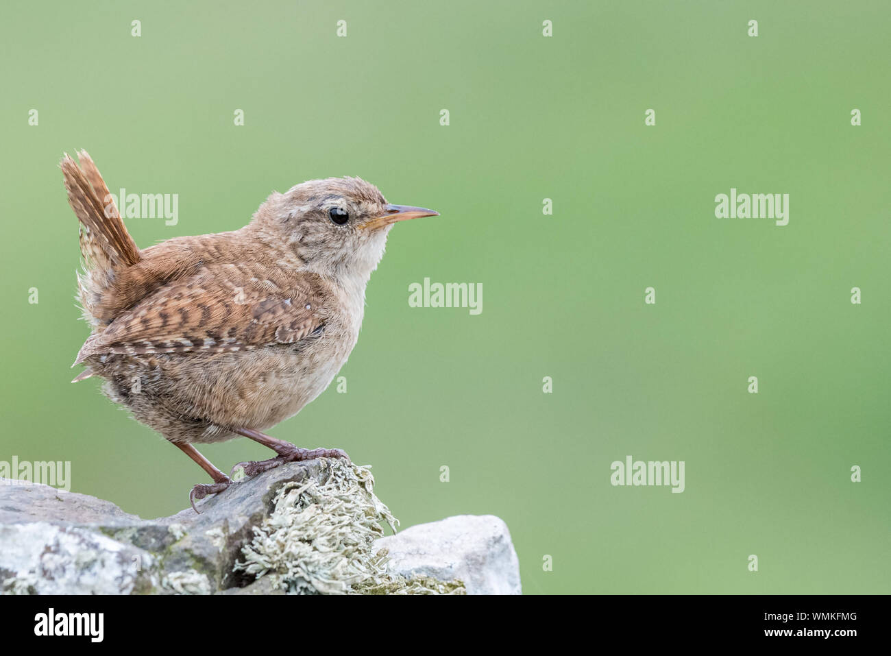 Rock wren small bird hi-res stock photography and images - Alamy