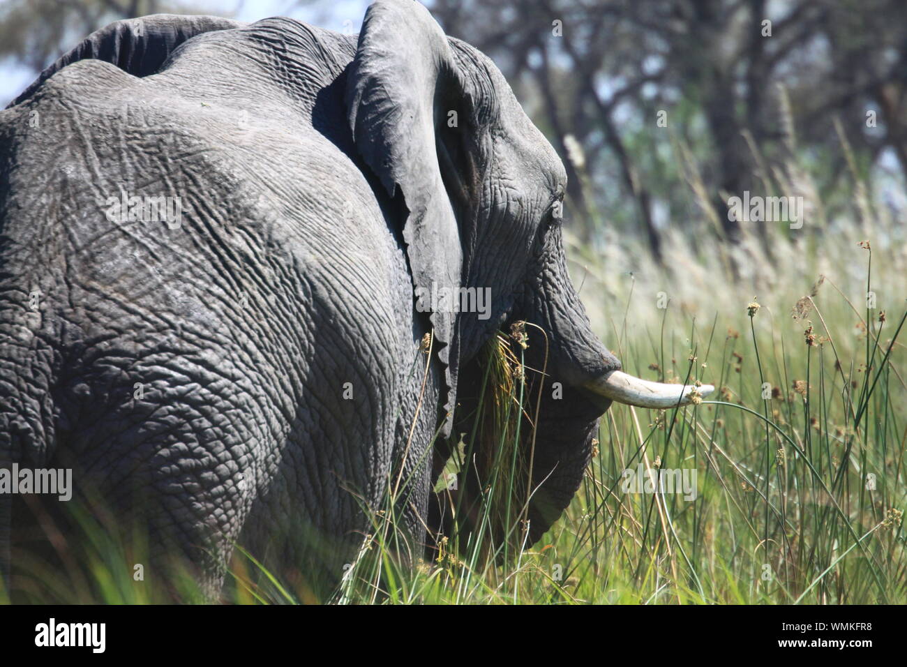 Animales in africa hi-res stock photography and images - Alamy