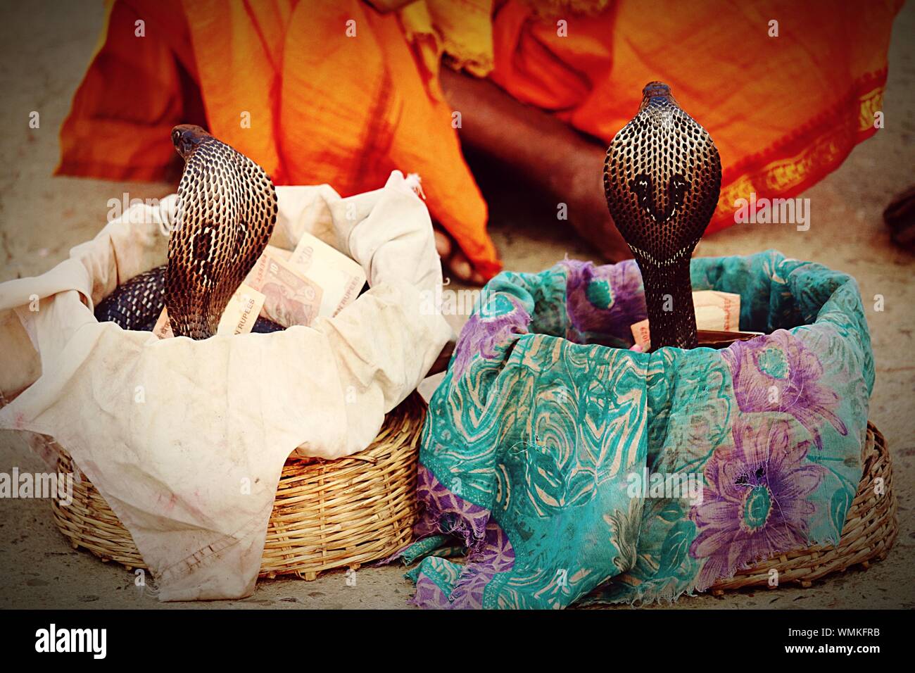 Snake cross section hi-res stock photography and images - Alamy