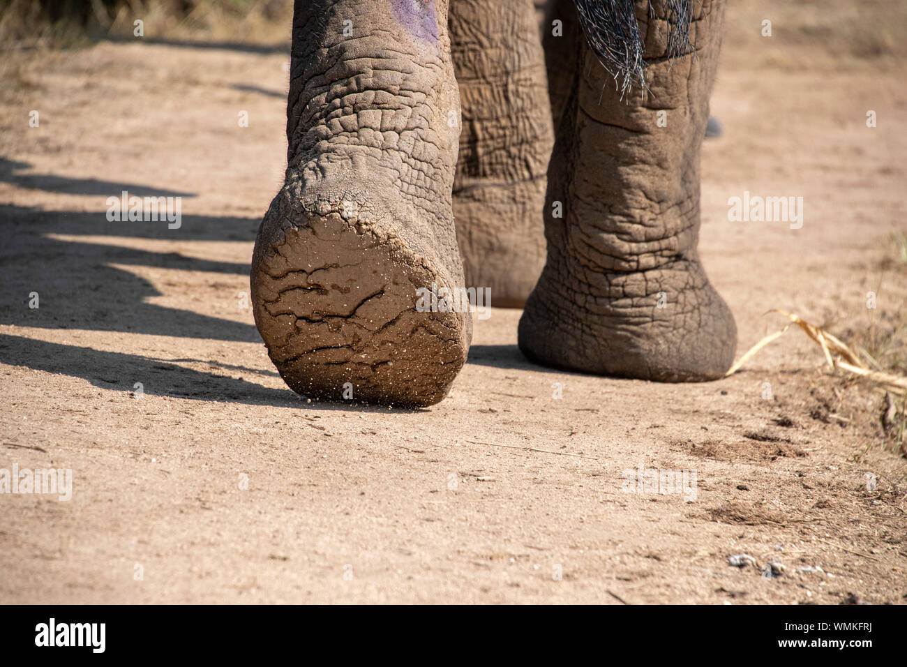 Elephant foot close up hi-res stock photography and images - Alamy