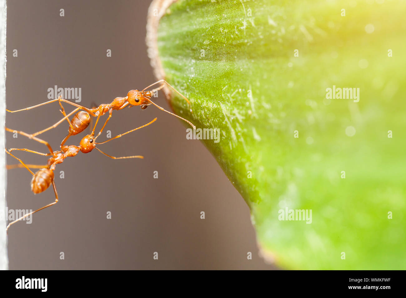 Red ants of thailand hi-res stock photography and images - Alamy
