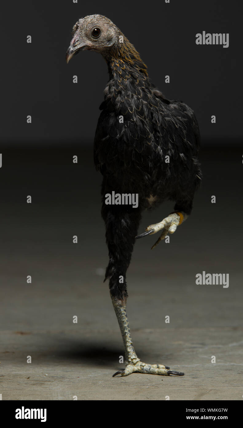 One leg bird hi-res stock photography and images - Alamy