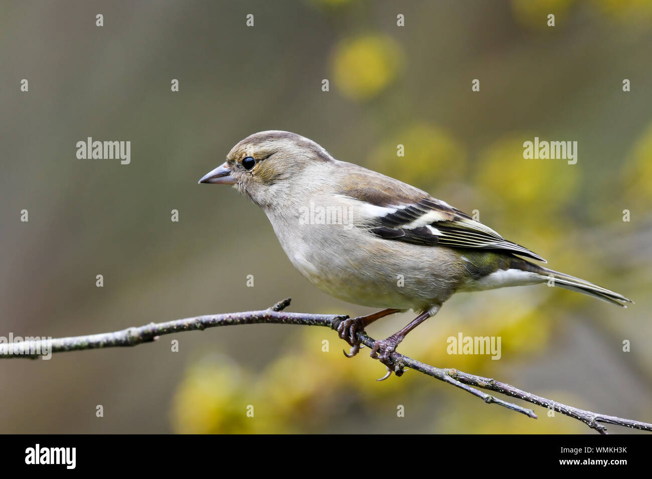 Chaffinch uk spring hi-res stock photography and images - Alamy