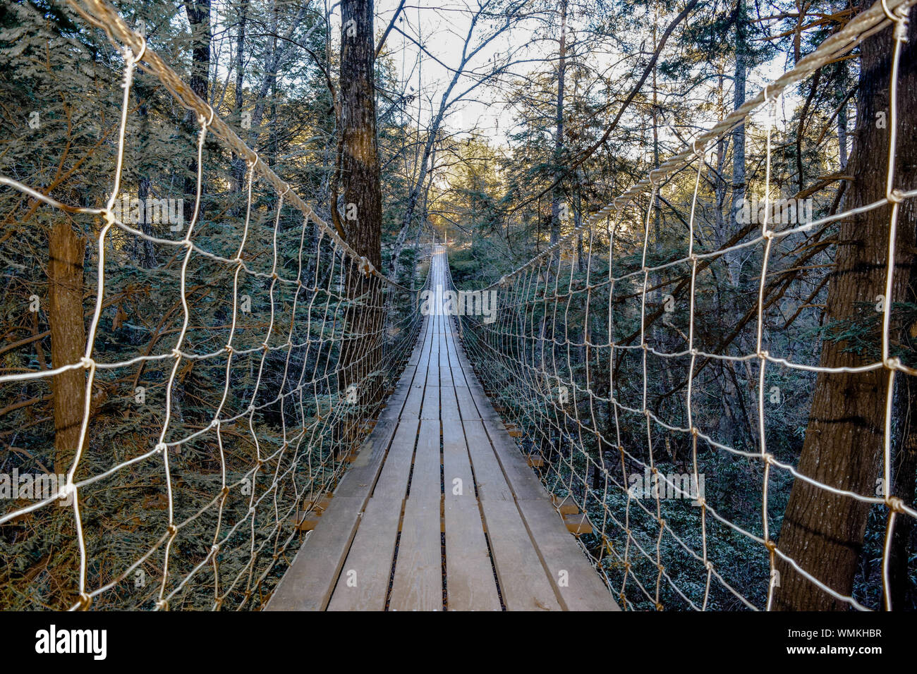 Suspension bridge forest hi-res stock photography and images - Alamy
