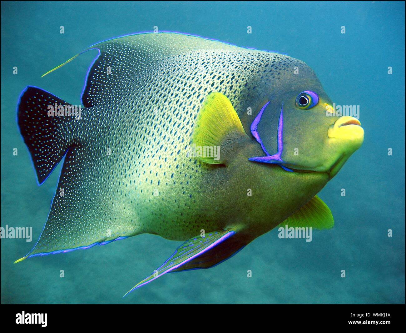 Giant caribbean anemone hi-res stock photography and images - Alamy