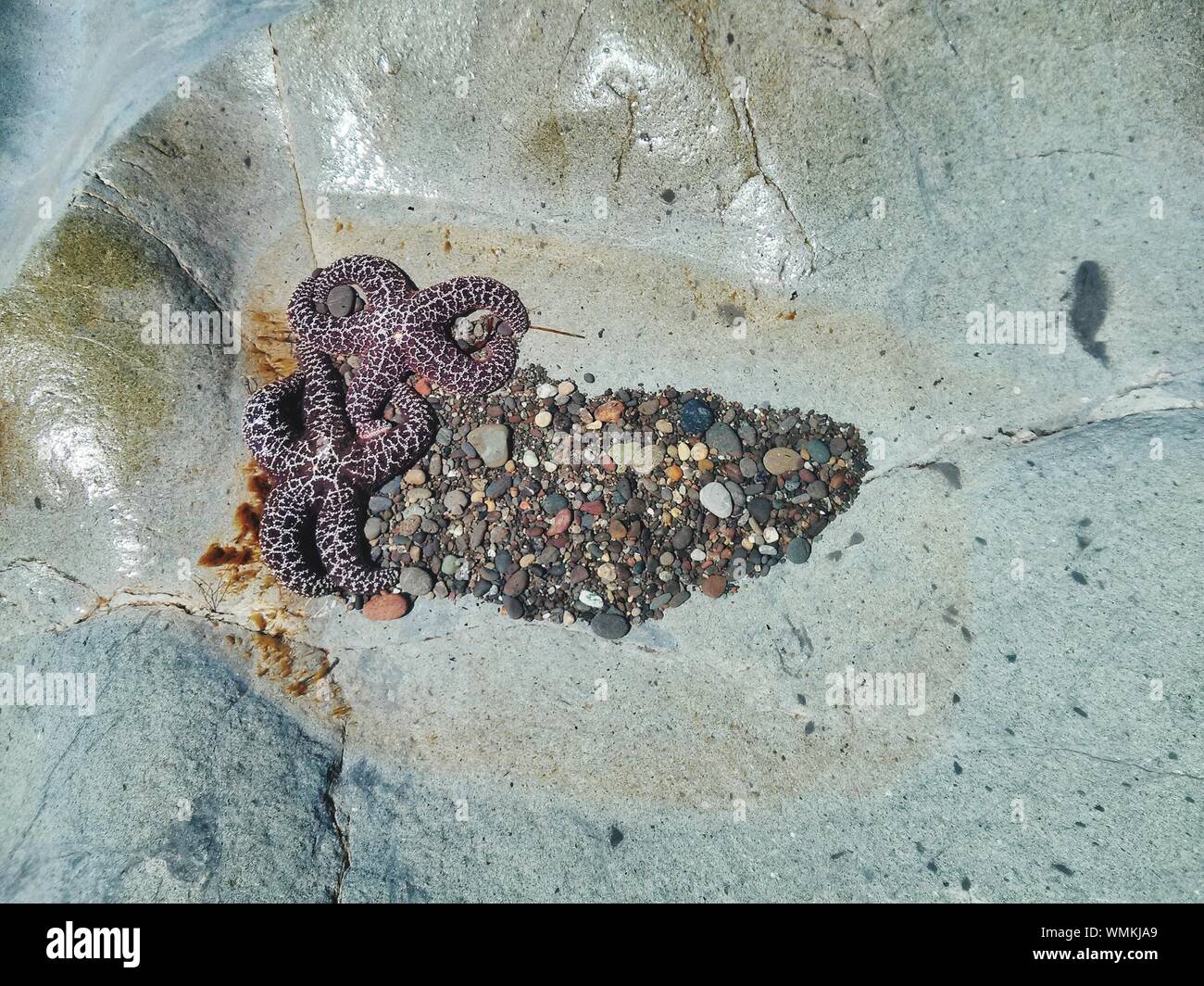 Dead starfish shore hi-res stock photography and images - Alamy