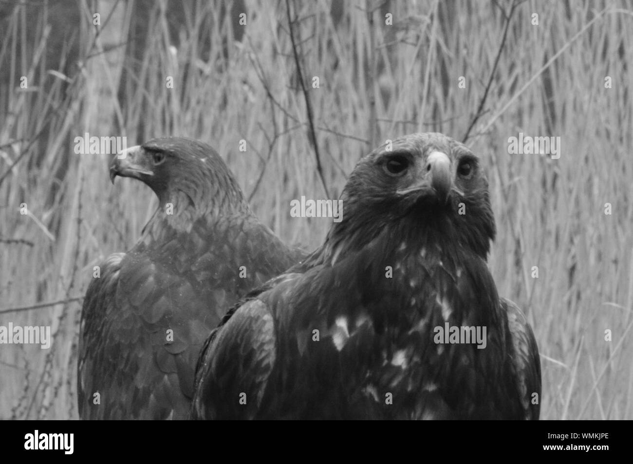 Eagles beak hi-res stock photography and images - Alamy