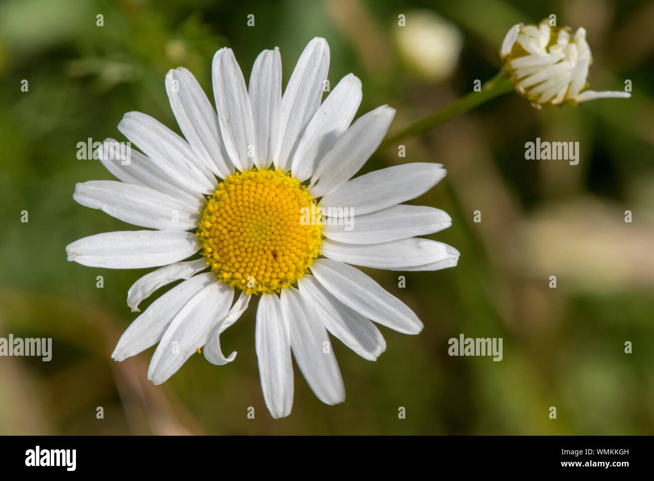 Giant daisy field hi-res stock photography and images - Alamy