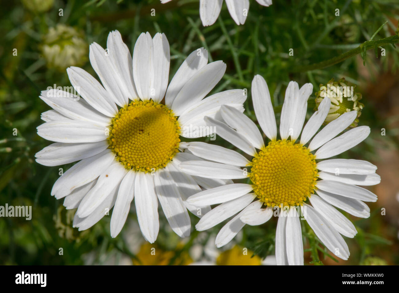 Giant daisy field hi-res stock photography and images - Alamy