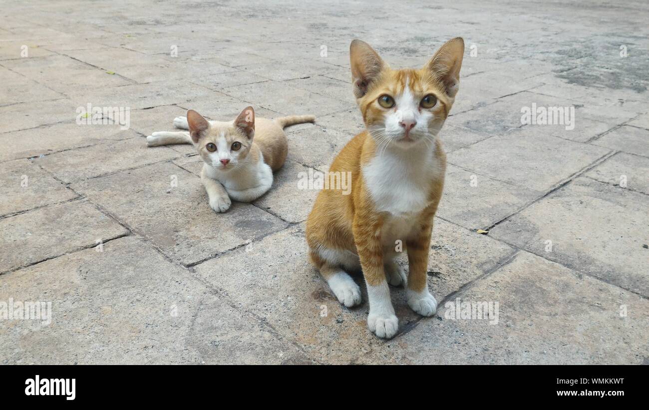 City cats hi-res stock photography and images - Alamy
