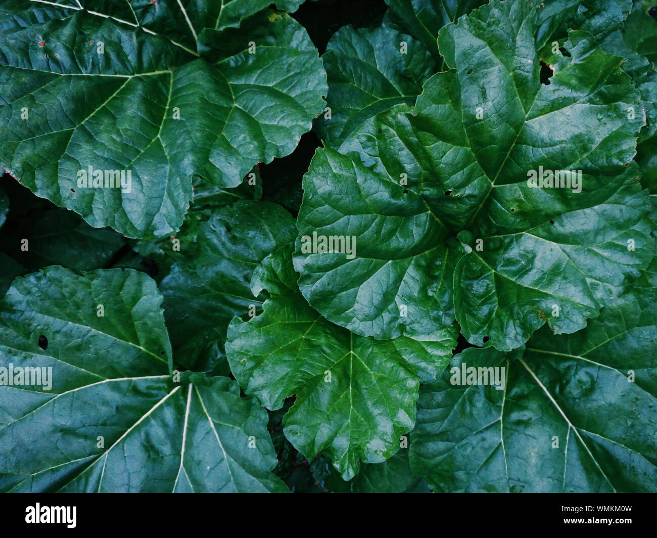 Rhubarb field hi-res stock photography and images - Alamy