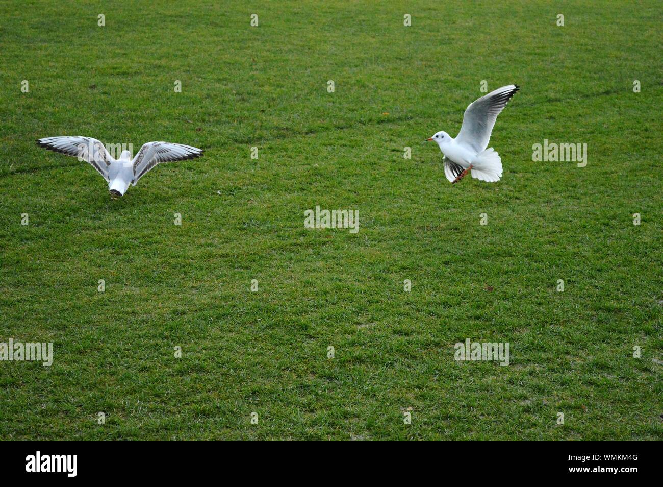 Two birds flying hi-res stock photography and images - Alamy