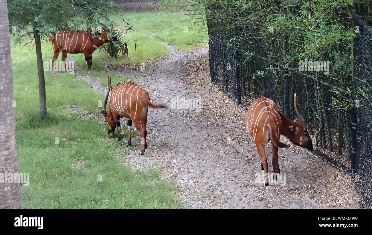 Bongo antelope in wild hi-res stock photography and images - Alamy