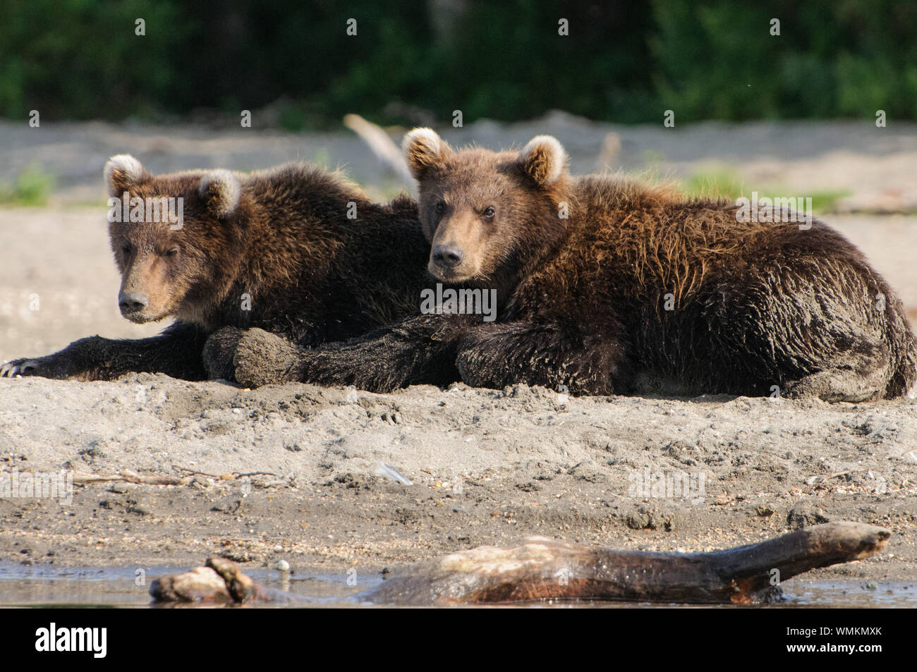 Two sitting bears hi-res stock photography and images - Alamy