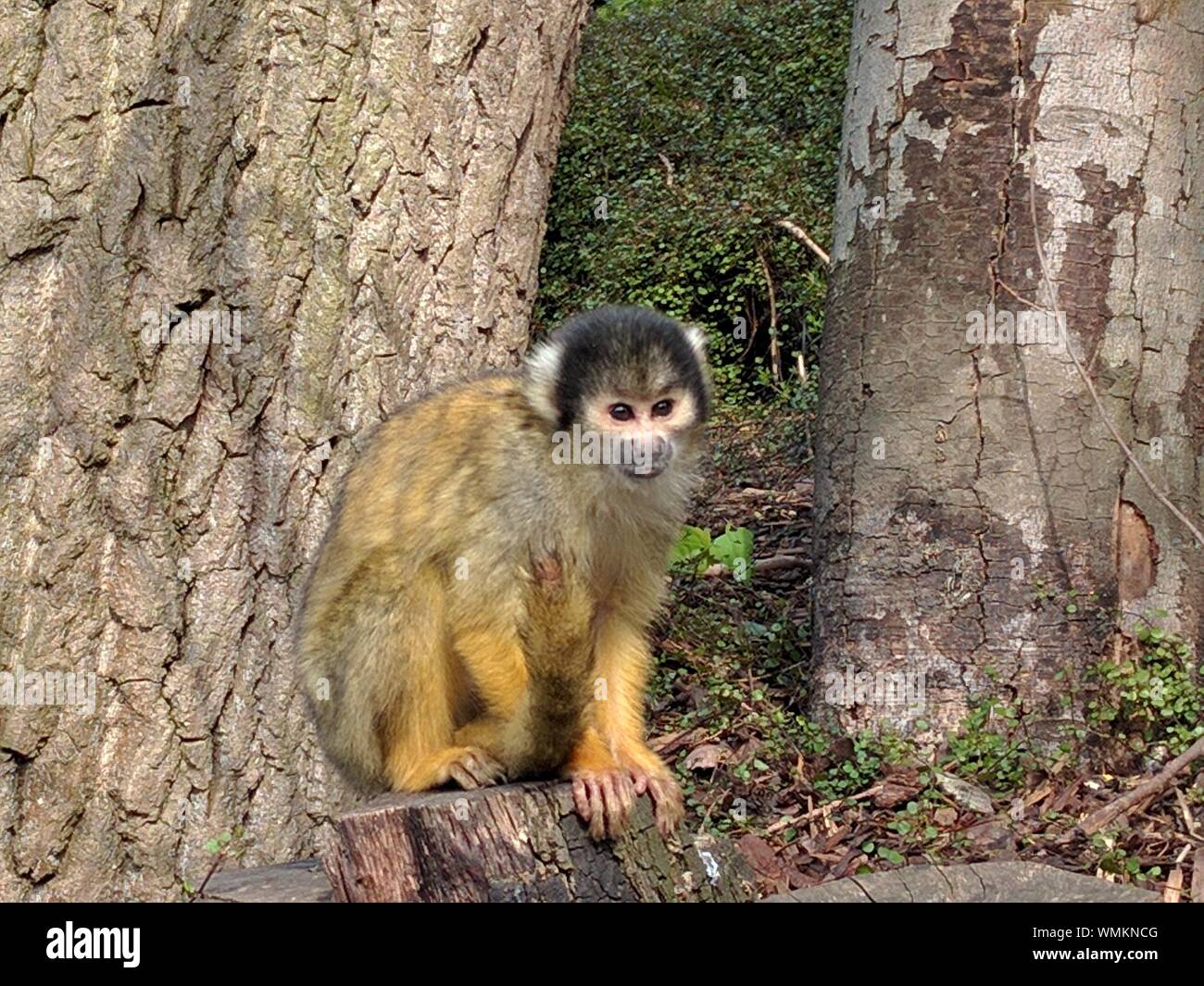 Stump monkey hi-res stock photography and images - Alamy