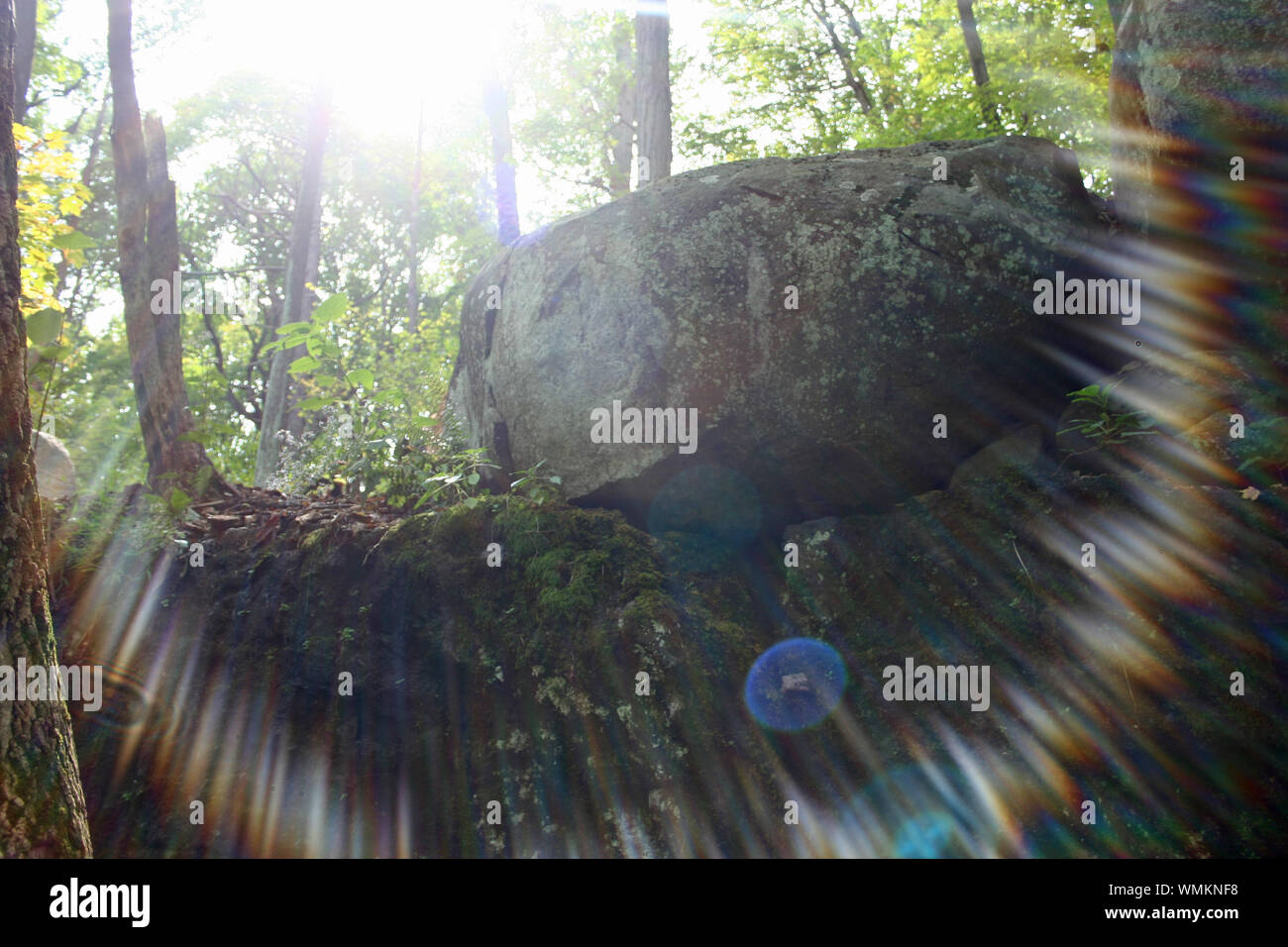 Trees flare hi-res stock photography and images - Alamy