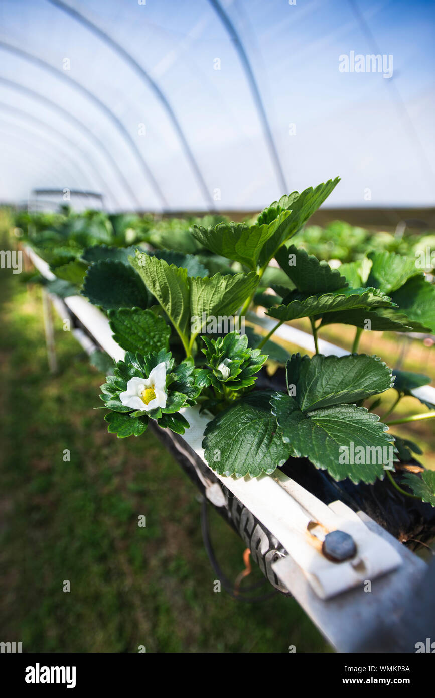 Growing strawberries in polytunnels in hi-res stock photography and ...