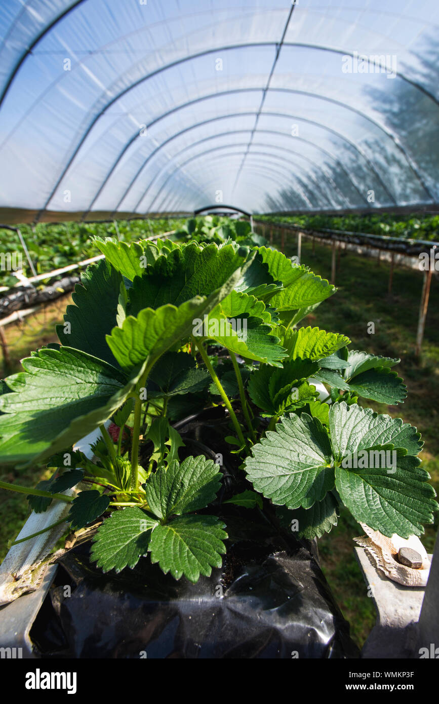 Growing strawberries in polytunnels in hi-res stock photography and ...