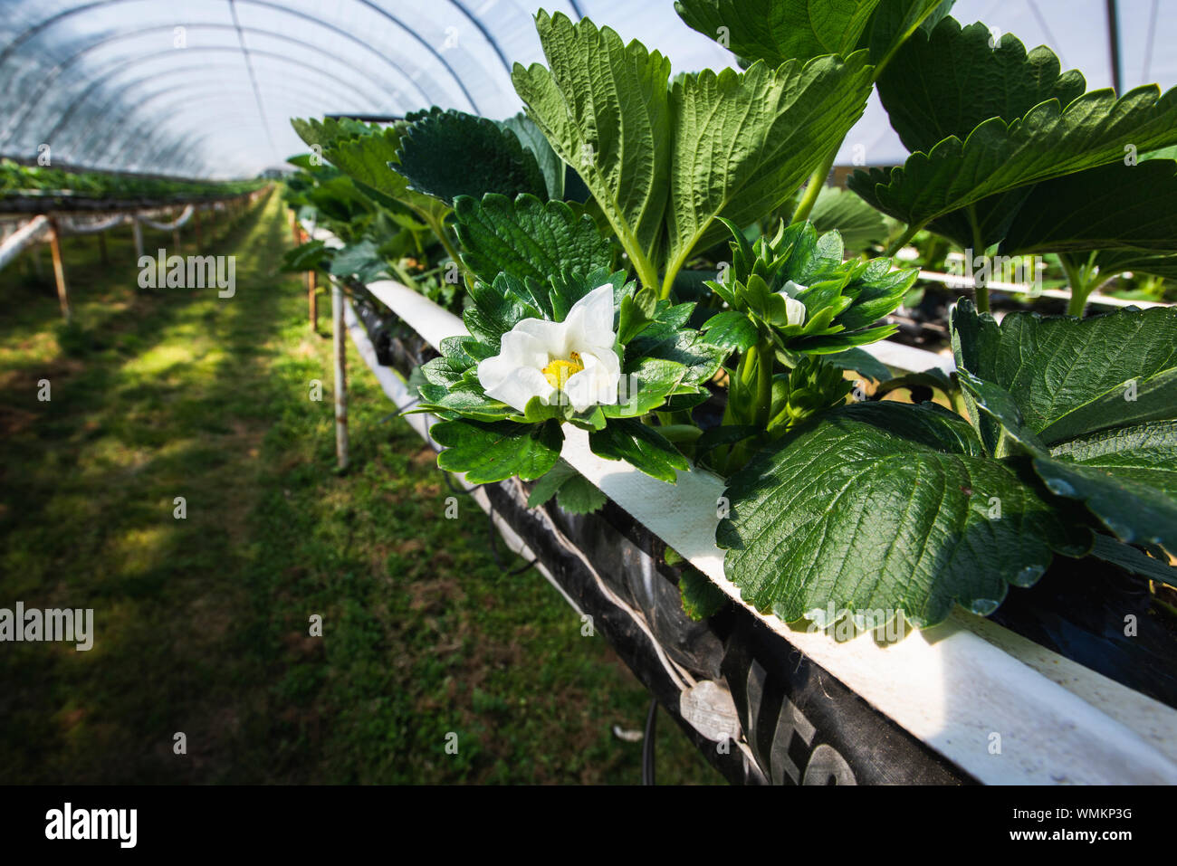 Growing strawberries in polytunnels in hi-res stock photography and ...