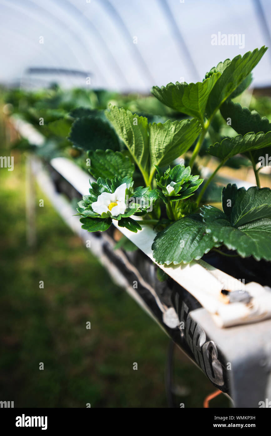 Strawberries growing on strawberry farm in polytunnels UK Stock Photo ...