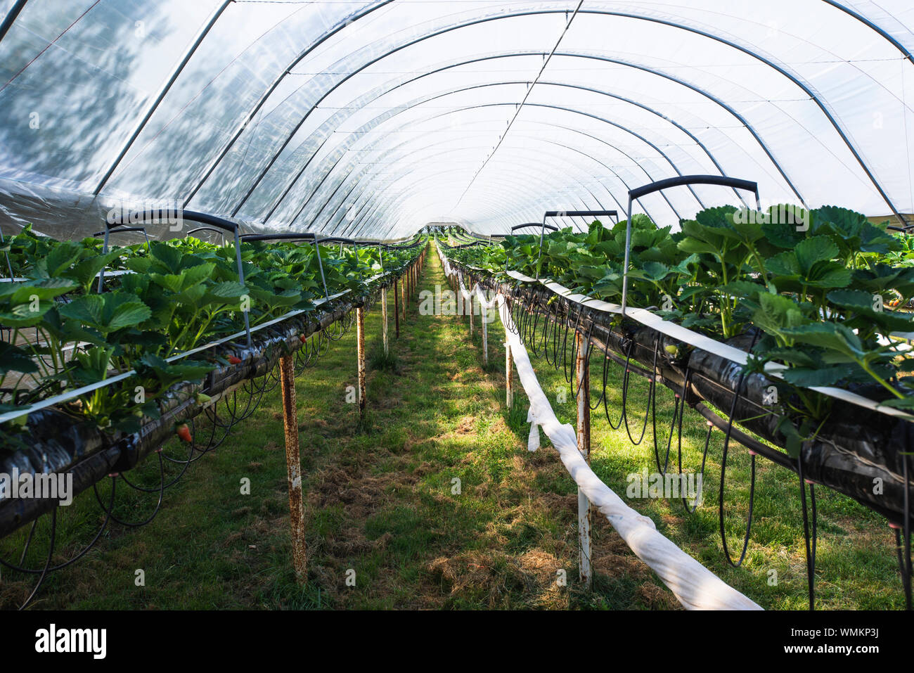 Strawberries growing on strawberry farm in polytunnels UK Stock Photo ...