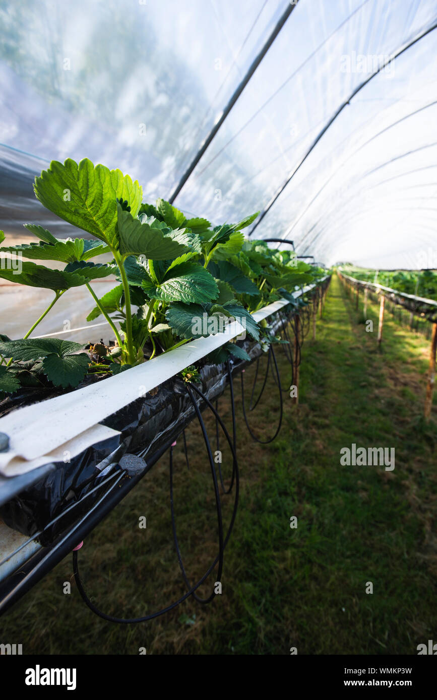 Strawberry polytunnels hi-res stock photography and images - Alamy