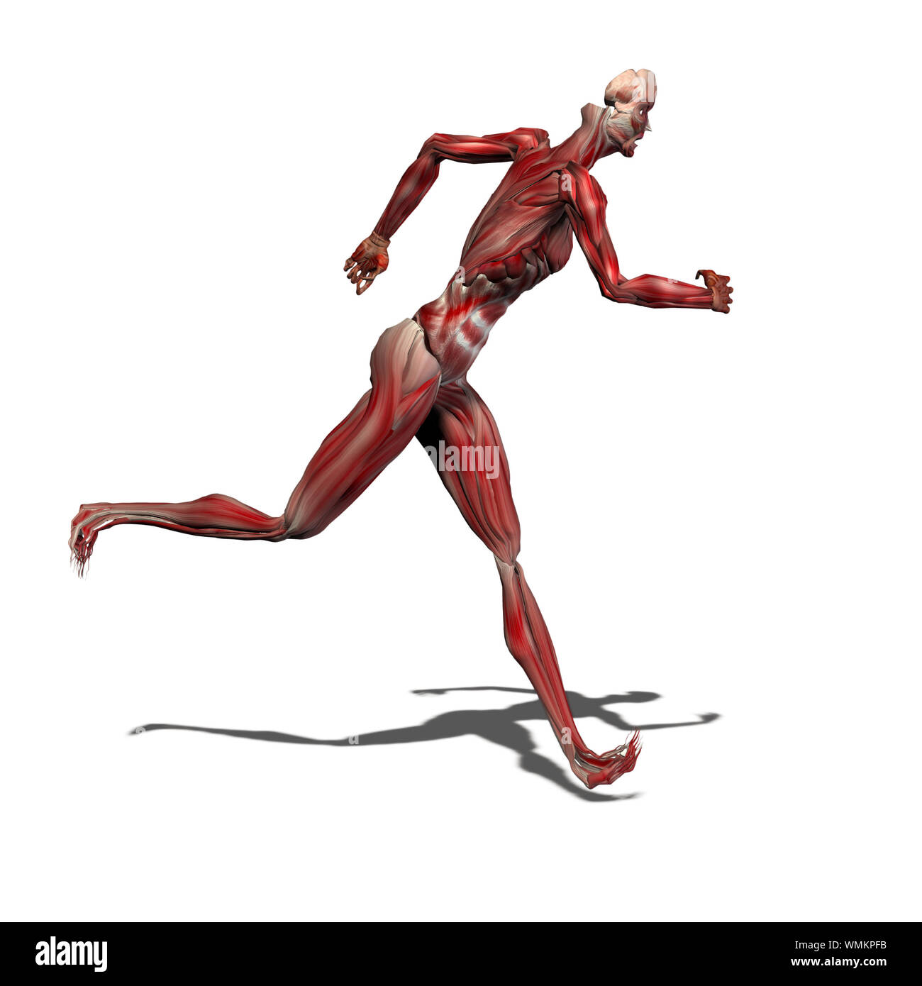 Abstract running muscle isolated on white background Stock Photo - Alamy