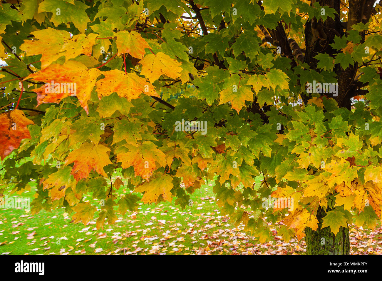 Single maple tree during fall foliage season, Stowe Vermont, USA Stock ...