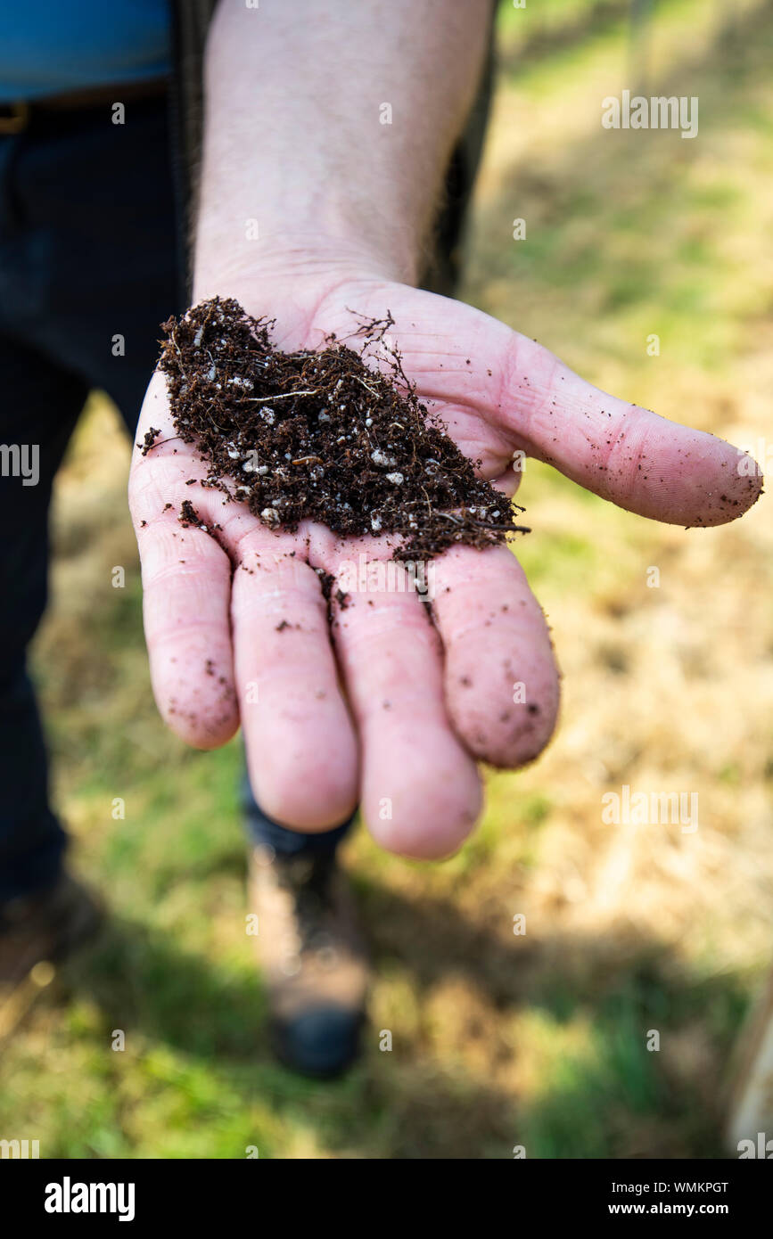 Hand holding compost UK Stock Photo - Alamy