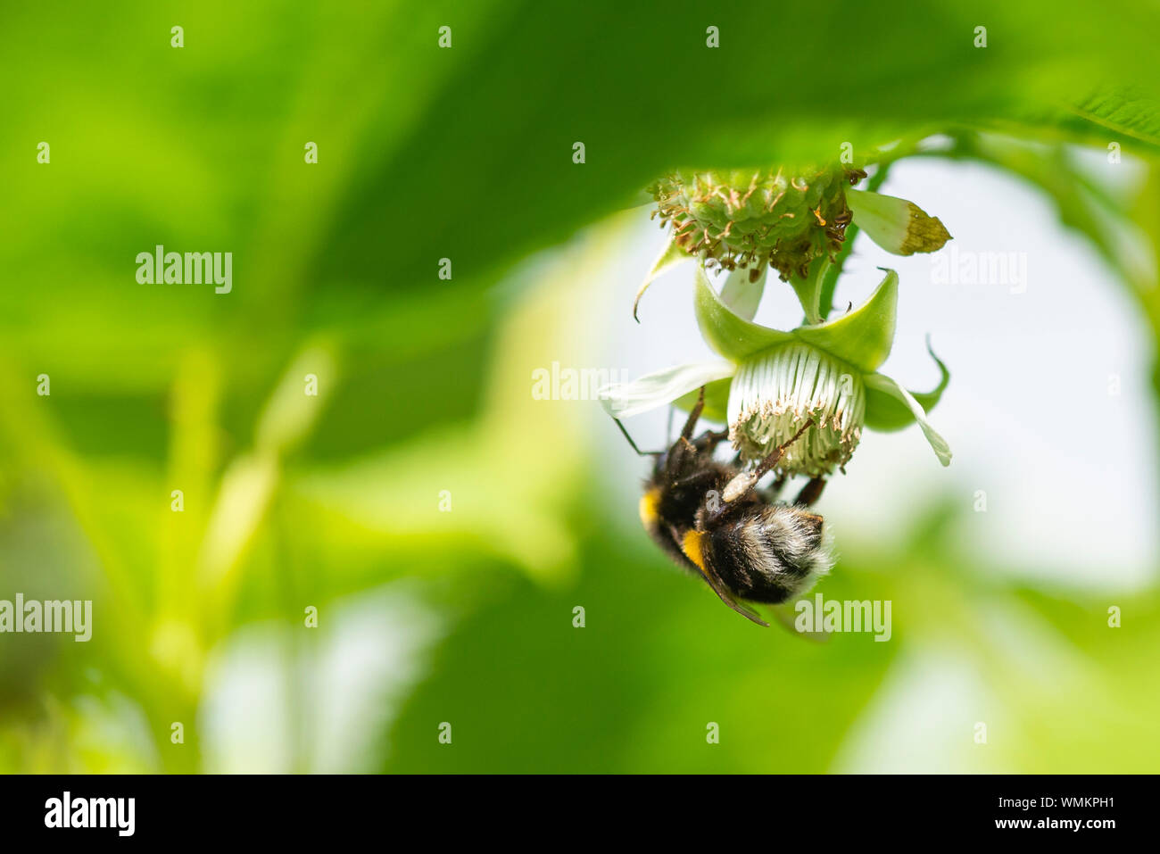Bee pollinating flower uk hi-res stock photography and images - Alamy