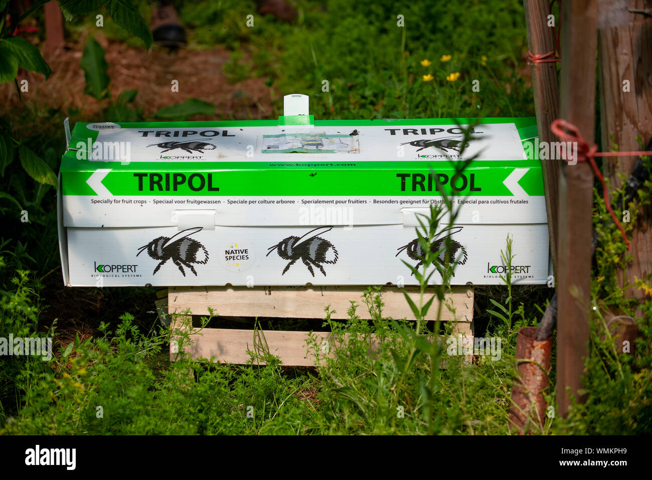 Beehive pollination for crops UK Stock Photo - Alamy