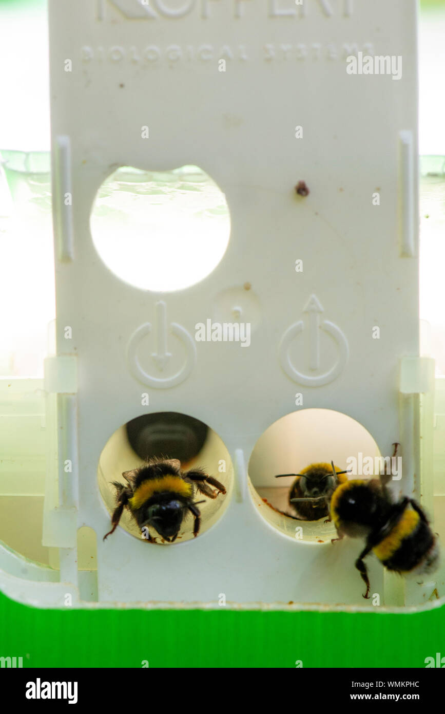 Bees in beehive for pollinating crops UK Stock Photo - Alamy