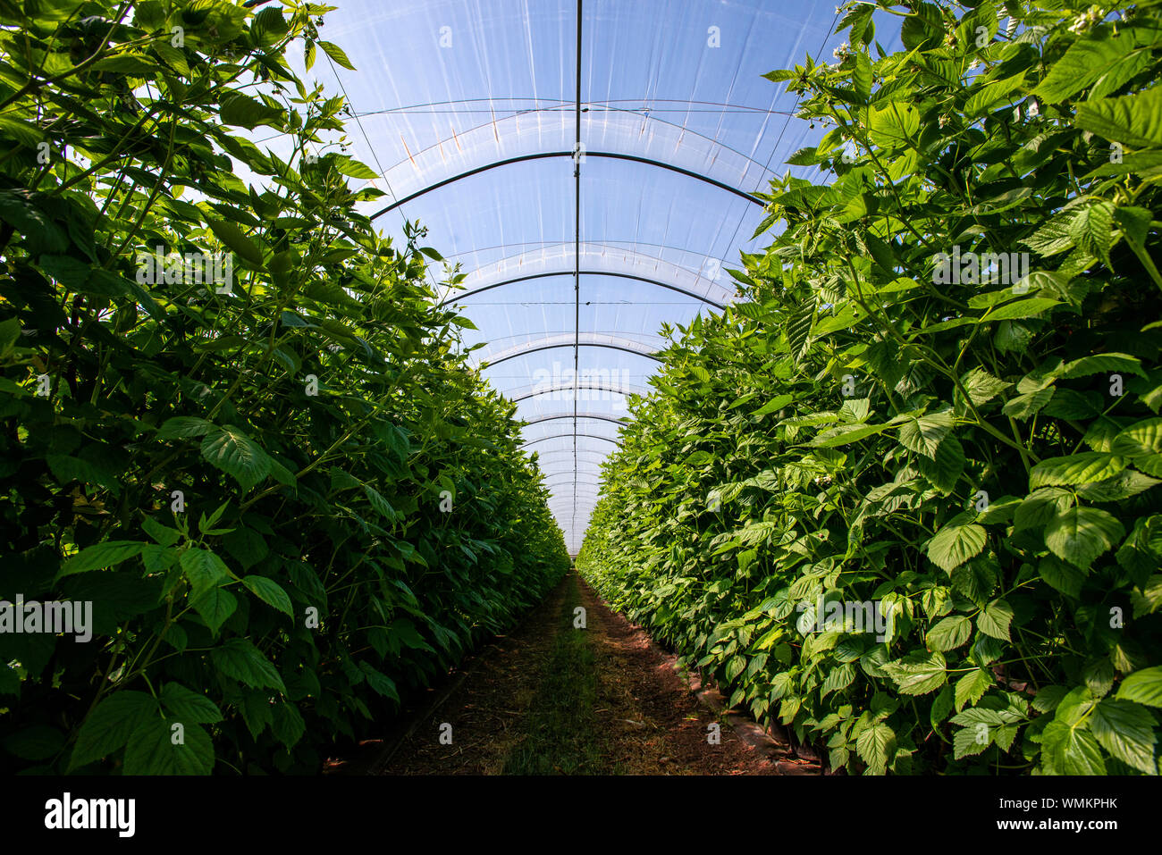 Raspberry bushes on farm UK Stock Photo - Alamy