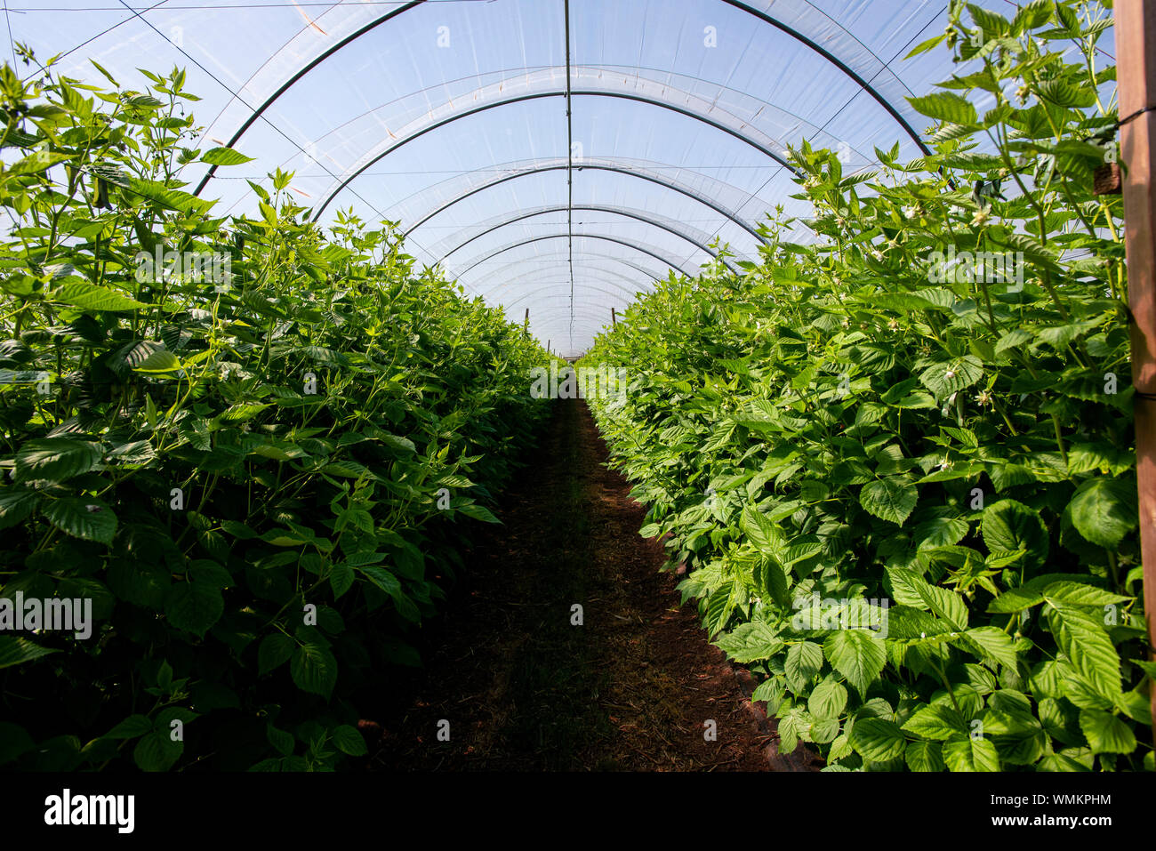 Raspberry farm uk hi-res stock photography and images - Alamy