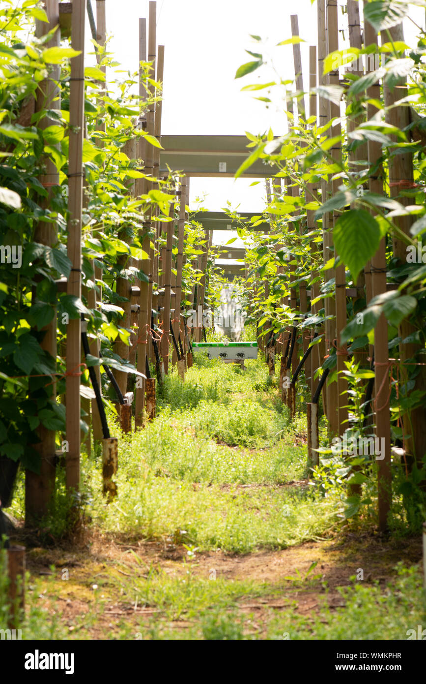 Raspberry bushes on farm UK Stock Photo - Alamy