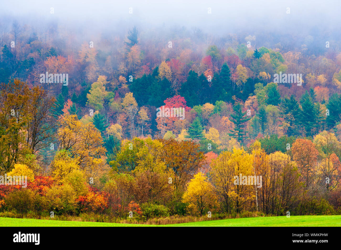 Field of trees during fall foliage, Stowe Vermont, USA Stock Photo - Alamy
