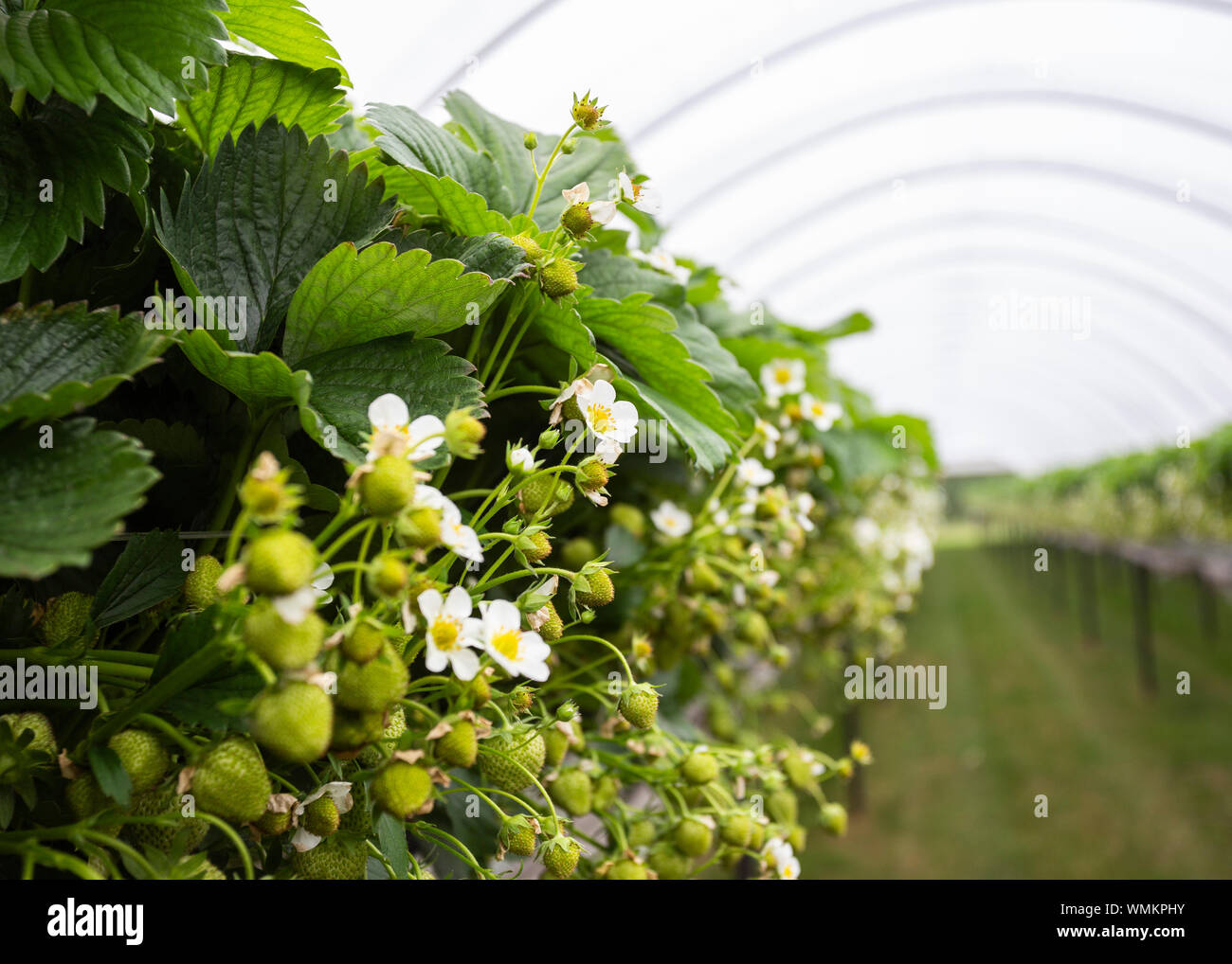 Unripe strawberries in strawberry farm UK Stock Photo - Alamy