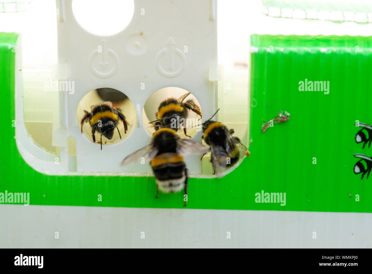 Bees in beehive for pollinating crops UK Stock Photo - Alamy