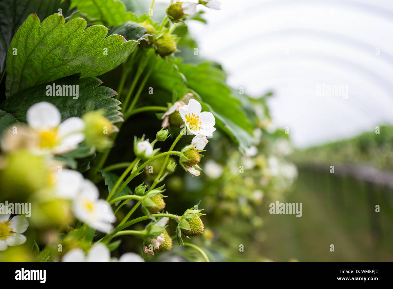 Unripe strawberries in strawberry farm UK Stock Photo - Alamy