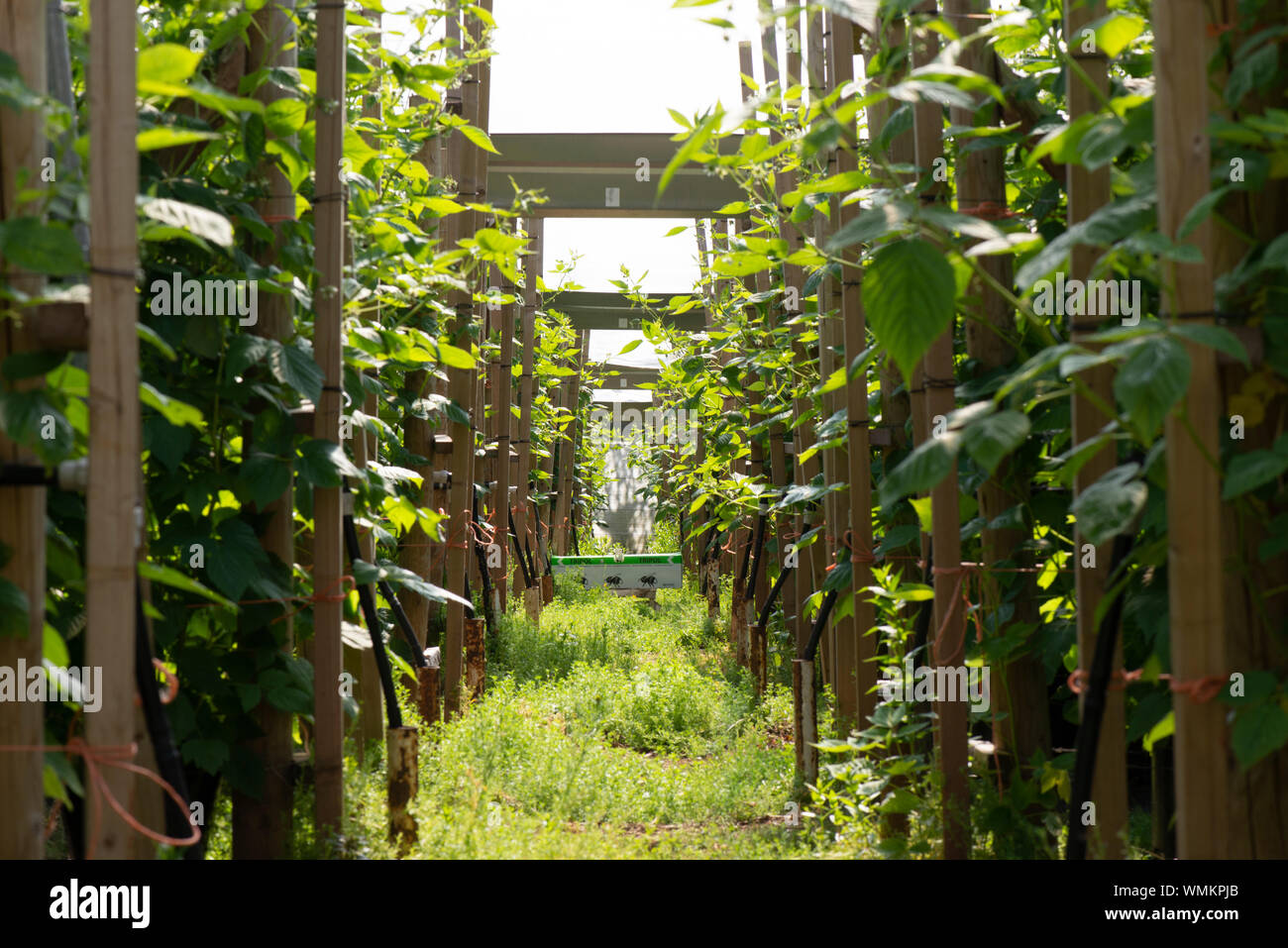Raspberry farm uk hi-res stock photography and images - Alamy