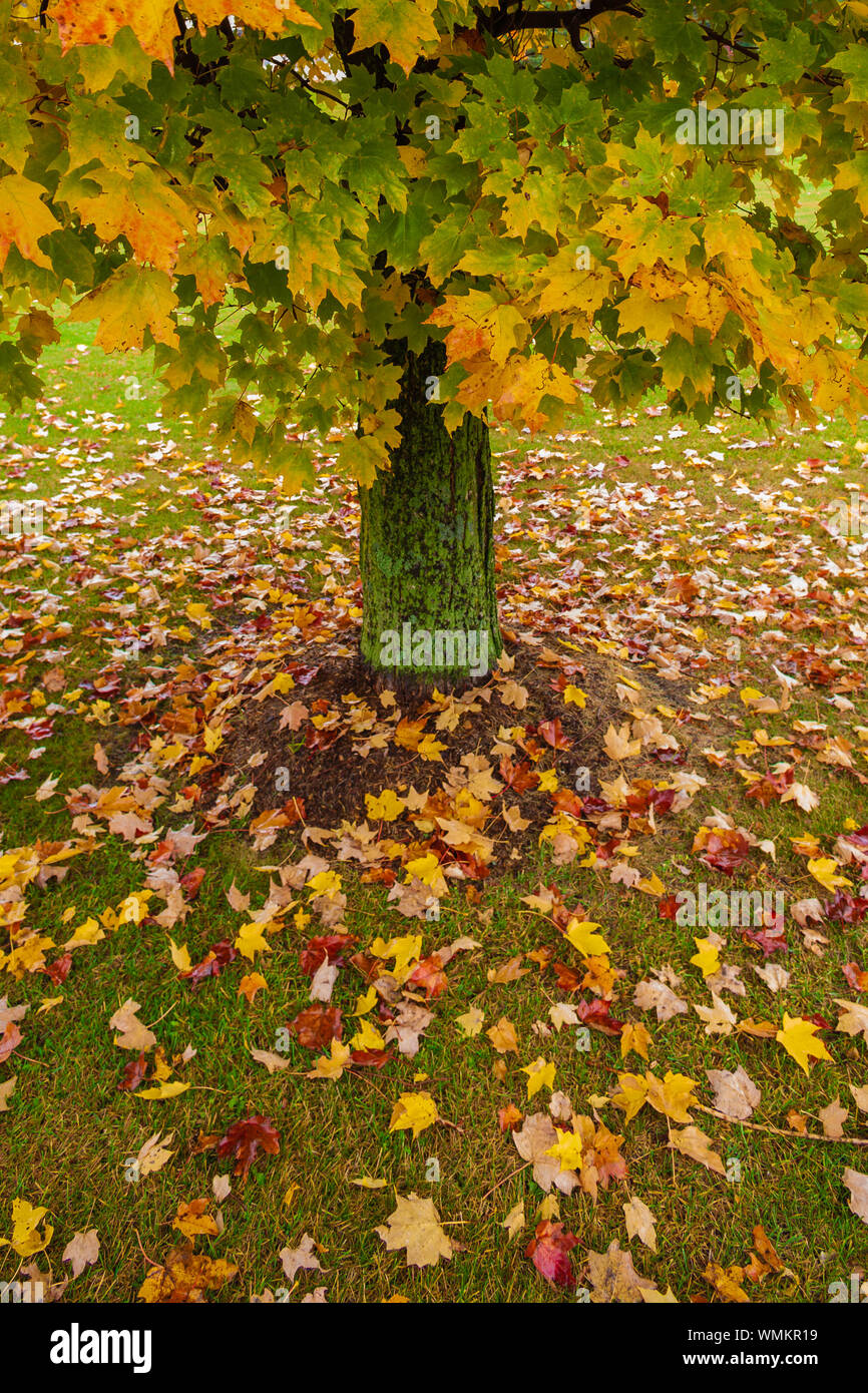 Single maple tree during fall foliage season, Stowe Vermont, USA Stock ...