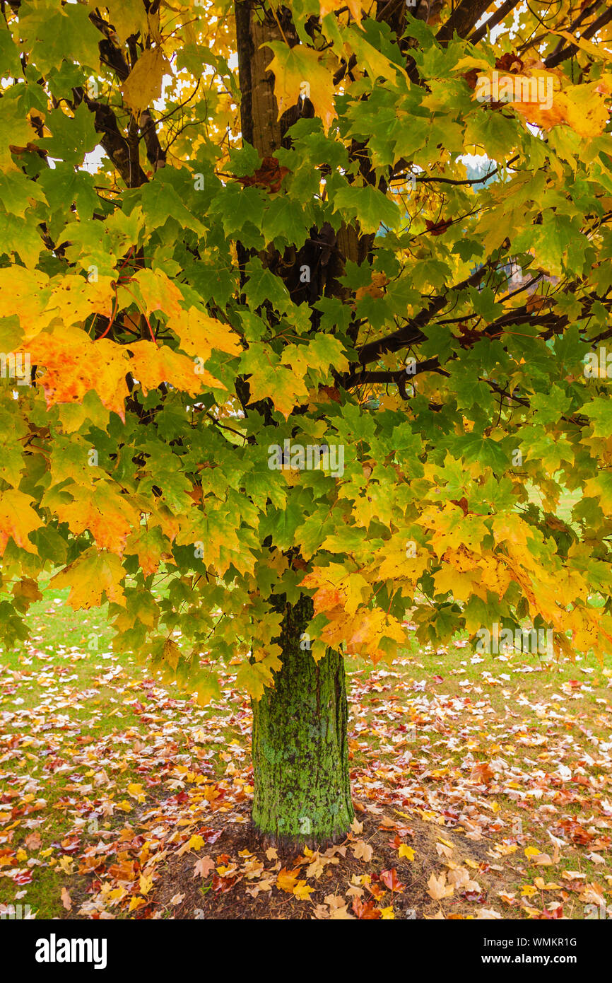 Single maple tree during fall foliage season, Stowe Vermont, USA Stock ...