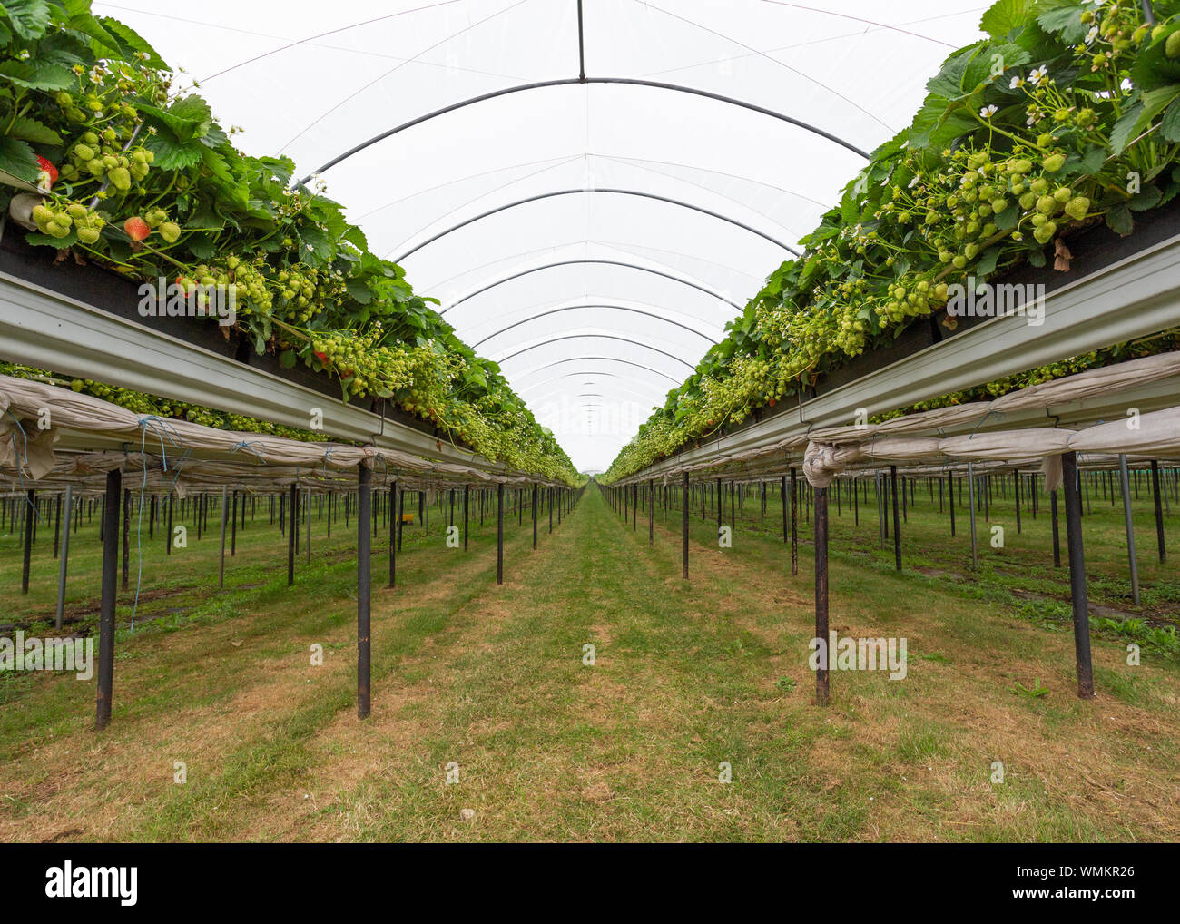 Strawberries growing in polytunnel UK Stock Photo - Alamy