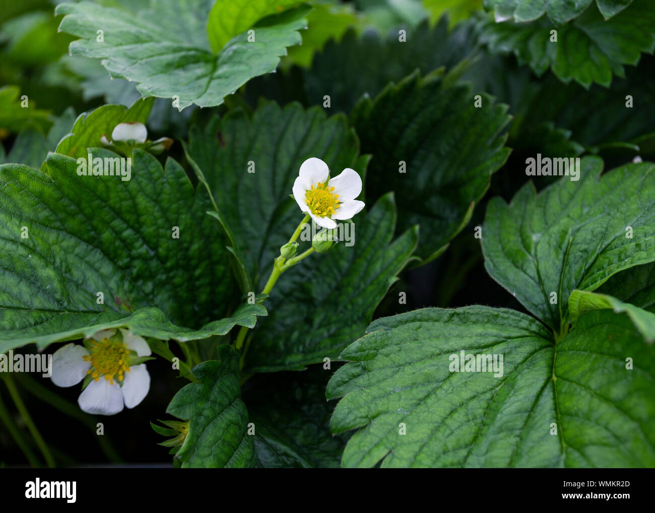 Unripe strawberry plant and flower close up UK Stock Photo - Alamy