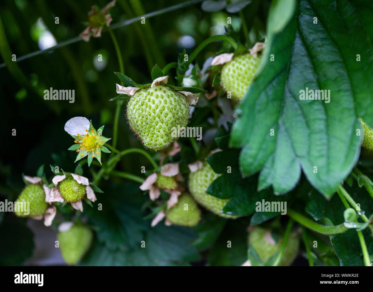 Unripe strawberry hi-res stock photography and images - Alamy